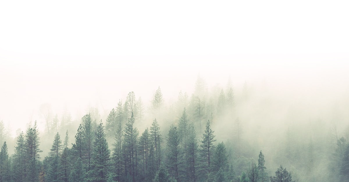 Pacific Coast Tree Experts - Pacific Coast Tree Experts