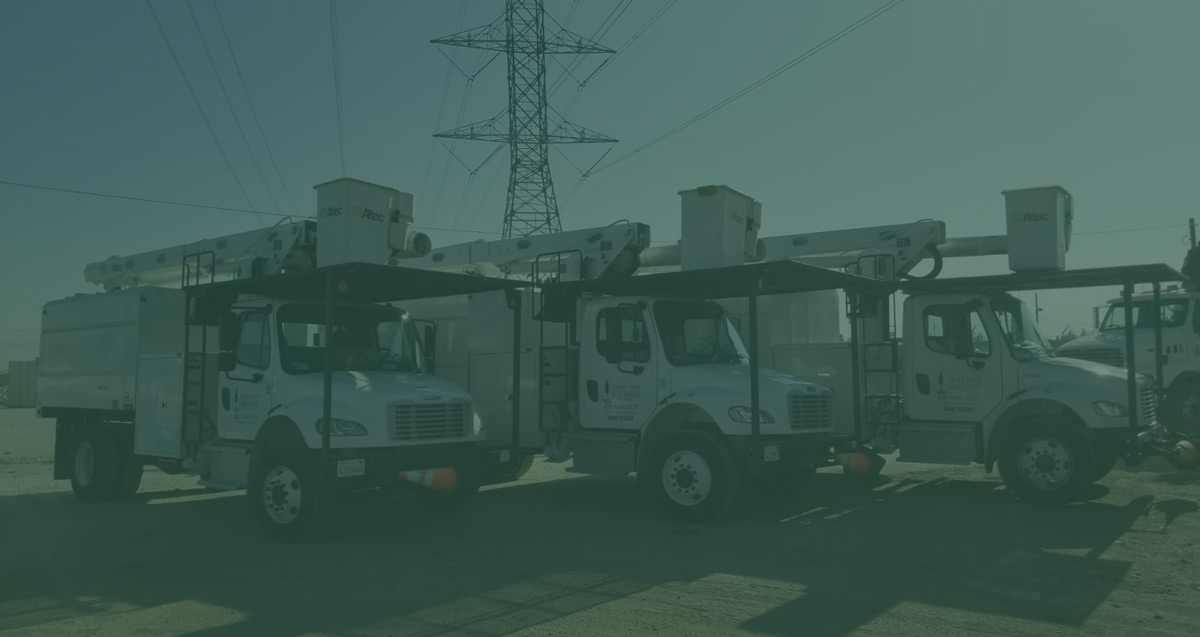 Pacific Coast Tree Experts - Pacific Coast Tree Experts